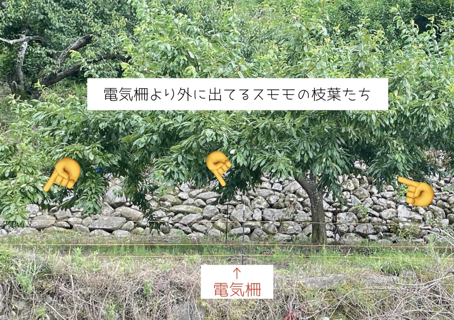 img_1176-1 | ひがまり夫婦の週末農作業日記